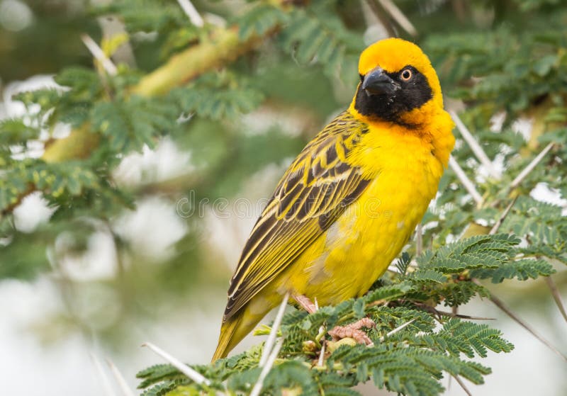 Bright Yellow Weaver on Branch in Masai Mara, Kenya Stock Photo - Image ...