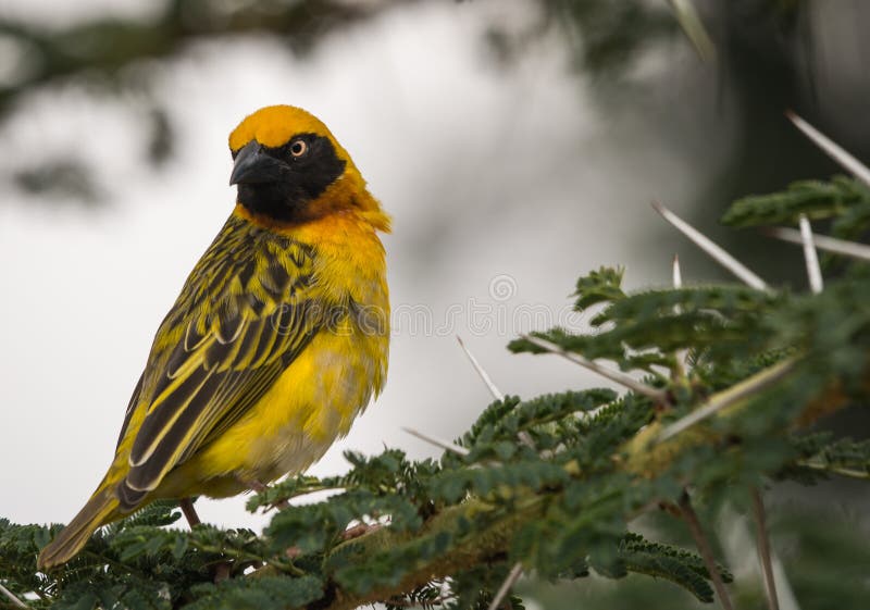 Bright Yellow Weaver on Branch in Masai Mara, Kenya Stock Image - Image ...