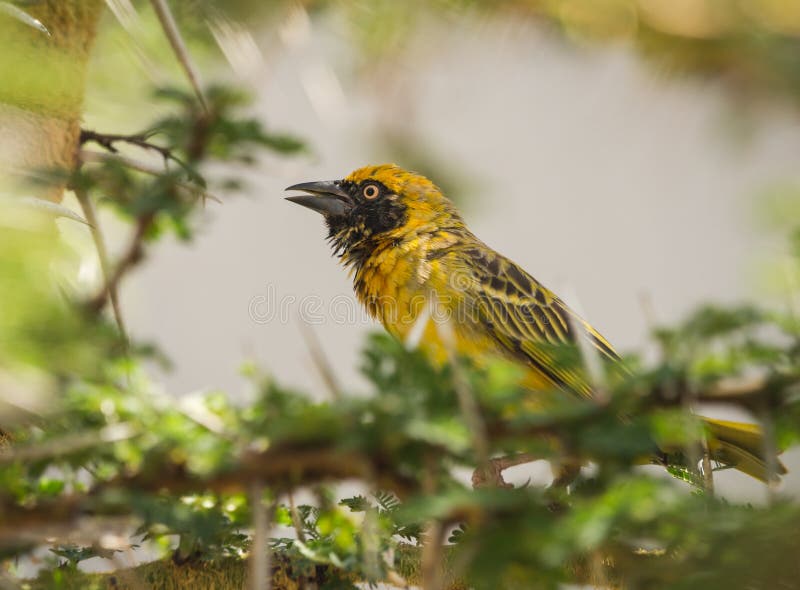 Bright Yellow Weaver on Branch in Masai Mara, Kenya Stock Photo - Image ...
