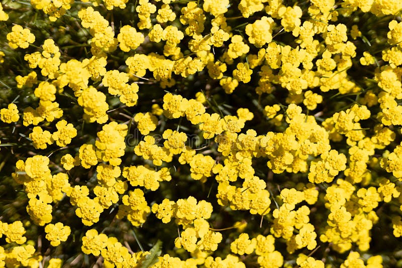 Bright Yellow Wild Tiny Flowers on Spring Meadow in Bloom Closeup ...