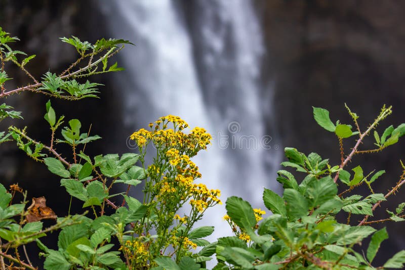 Bright Yellow Wildflowers in Front of Blurred Waterfall Stock Image ...