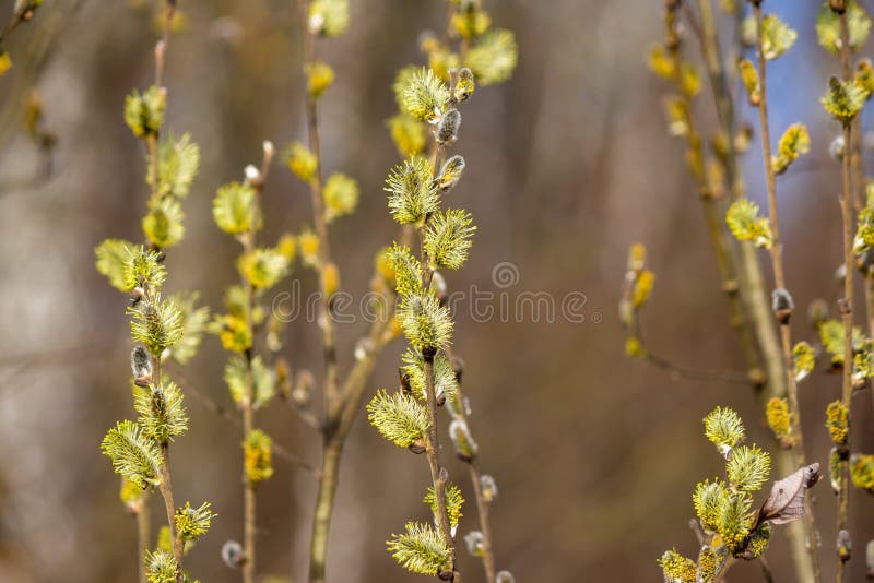 Bright Yellow Willow Inflorescences in Spring Stock Photo - Image of ...