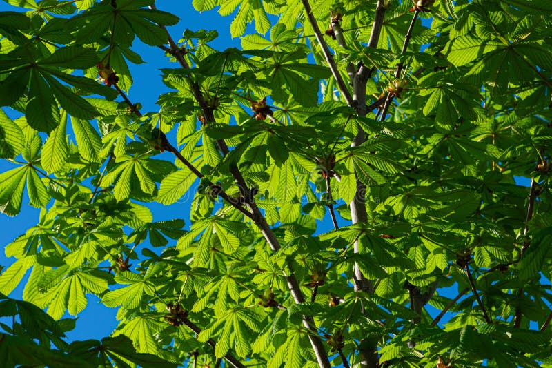 Bright Young Branches and Leaves of a Chestnut Tree Against the Blue ...