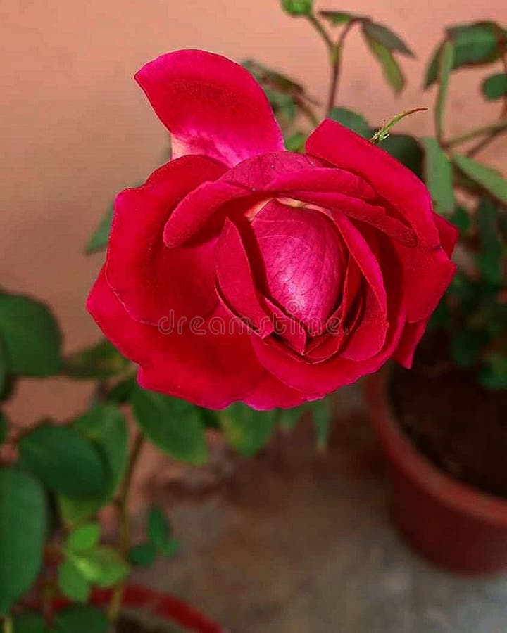 Brighten red rose stock image. Image of flowerphotography - 247723849