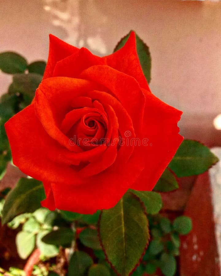 Brighten red rose stock image. Image of naturephotography - 247723875