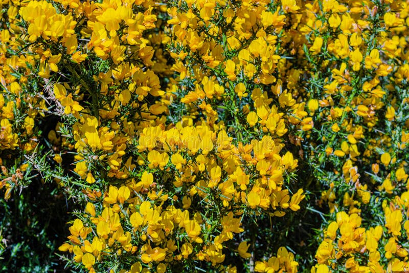 Ulex Spp Stock Photos - Free & Royalty-Free Stock Photos from Dreamstime