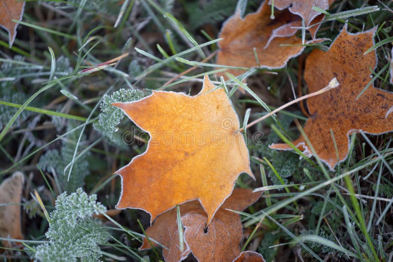 Brightly Colored Autumn Leaves with Dusting of Frost. Stock Image ...
