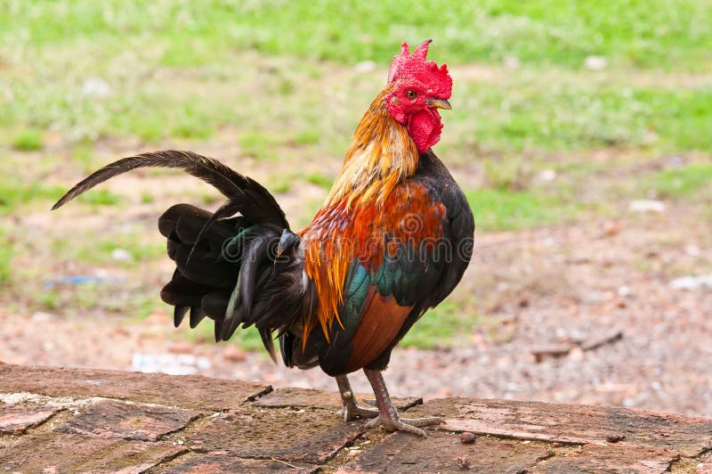 Hen Brightly Colored Cockerel Chicken in a Field State at Thailand G ...