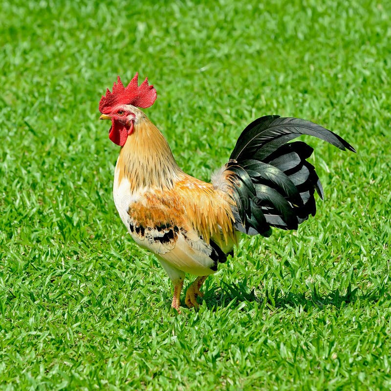 A Brightly Colored Cockerel in a Field in Springtime Stock Image ...