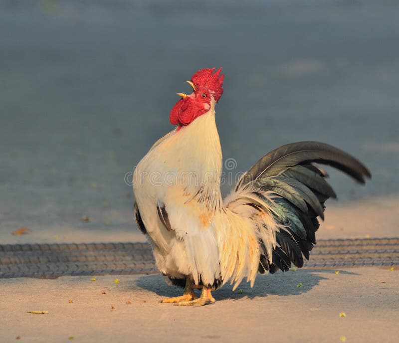 A Brightly Colored Cockerel in a Springtime Stock Image - Image of foul ...