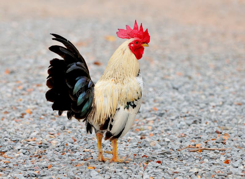 A Brightly Colored Cockerel in a Field in Springtime Stock Photo ...