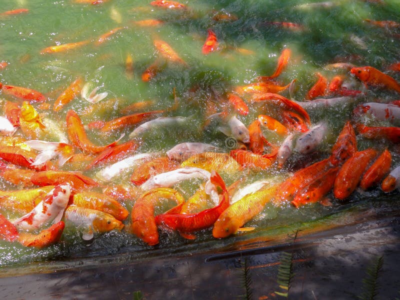 Coy Fish in Pond stock image. Image of brightly, water - 127159573