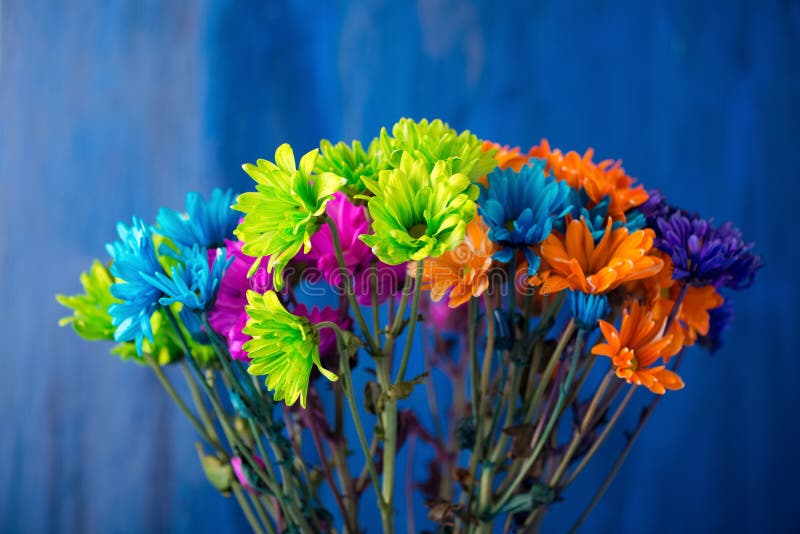 Brightly Colored Daisies stock photo. Image of bright - 52307020