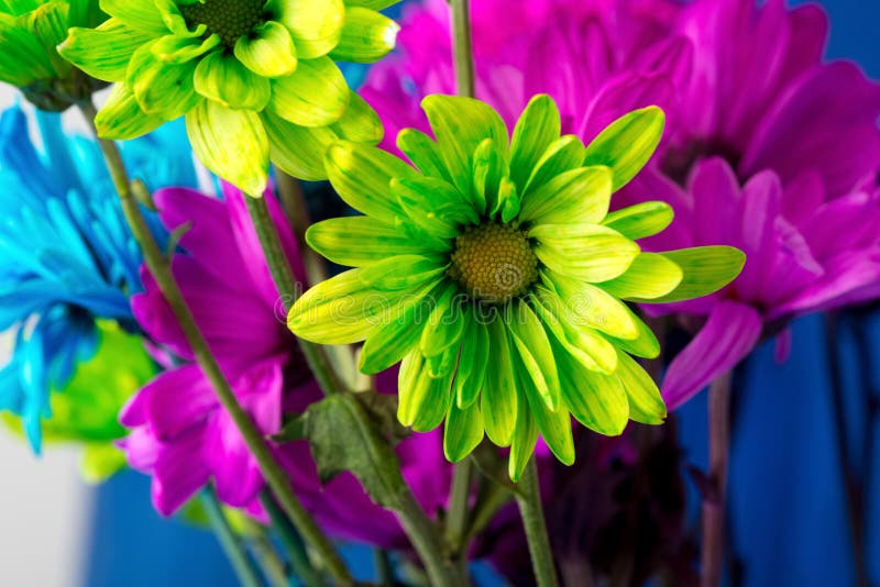 Brightly Colored Daisies in Basket Stock Image - Image of flower ...