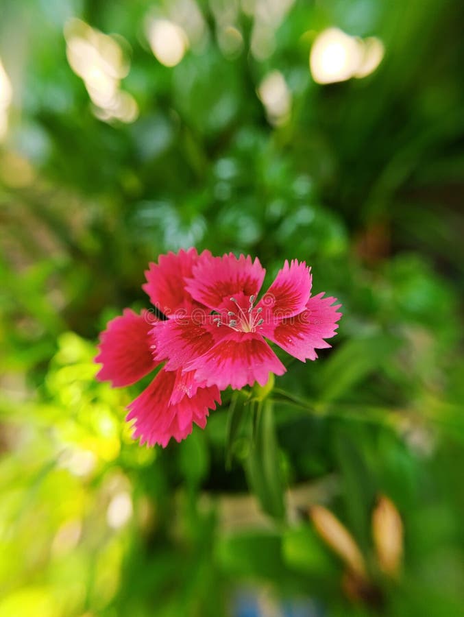 Brightly Colored Flowers Taken with a Macro Camera Stock Image - Image ...
