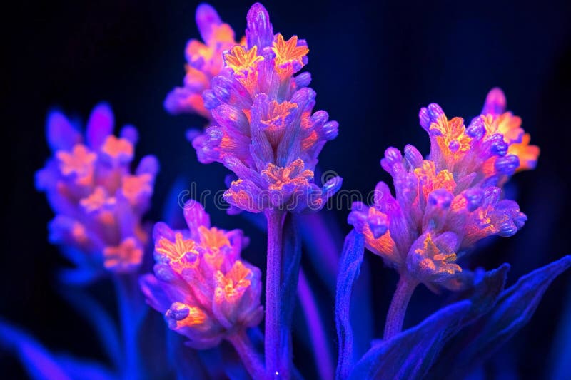 Brightly Colored Glowing Flowers Under Dark Background Create a ...