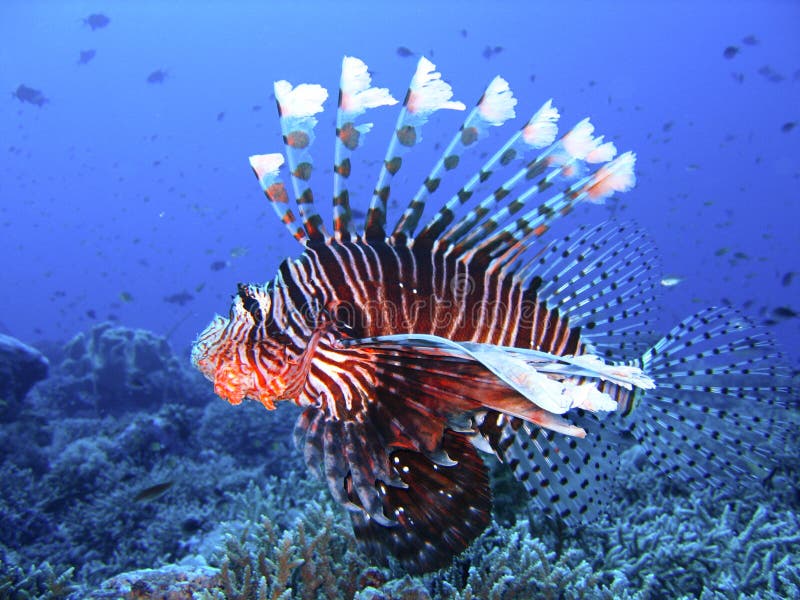 Brightly Colored Lion Fish in Deep Blue Water Stock Image - Image of ...