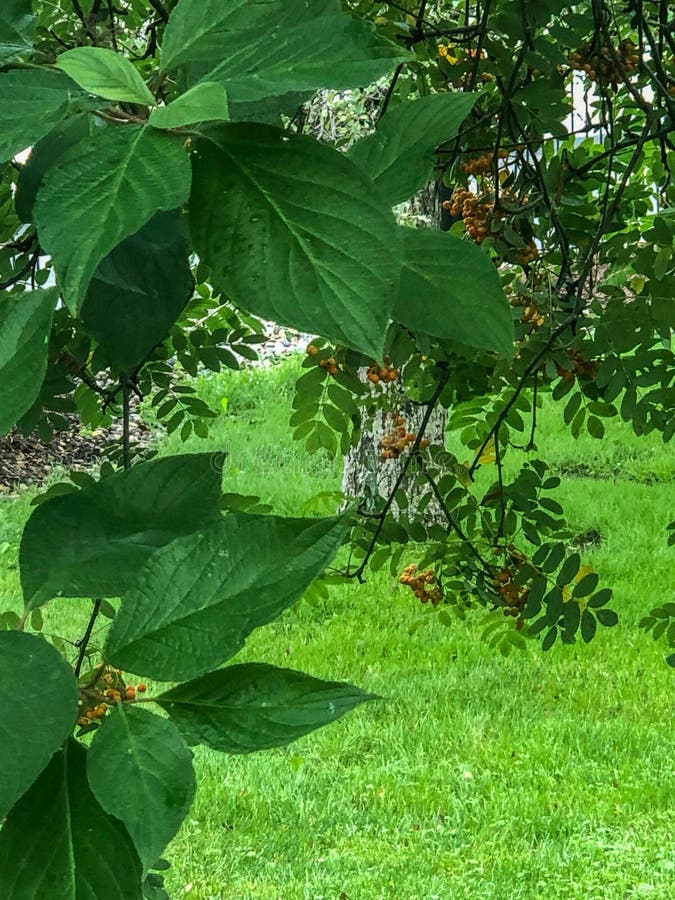 Orange Berries on Green Branches of Tree Stock Image - Image of plants ...