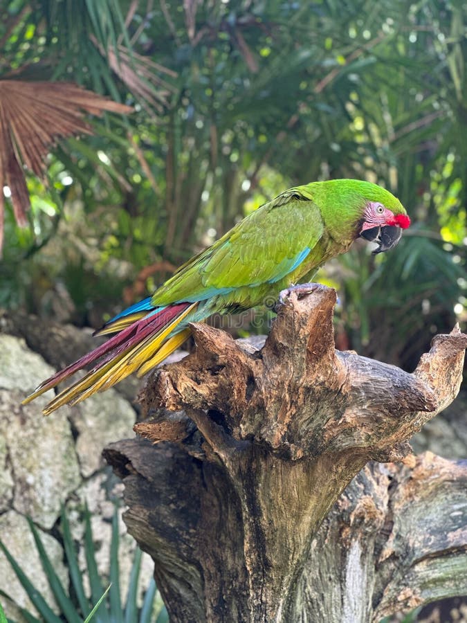Brightly Colored Parrot Perched Atop a Tree Trunk in a Zoo Stock Image ...
