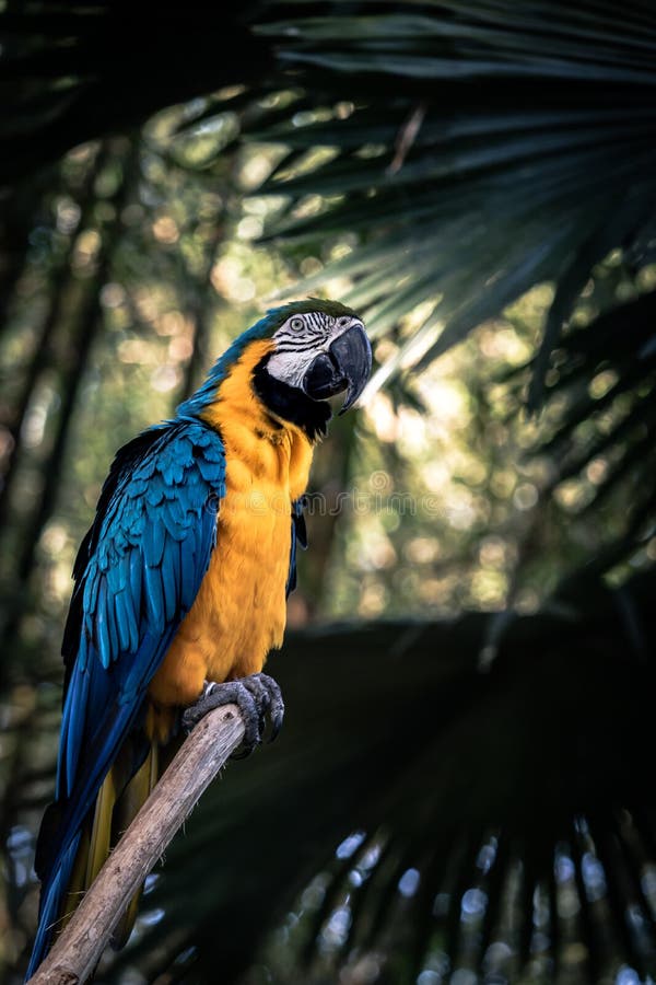 A Parrot Perches on a Tree Branch Stock Image - Image of aviary, leaf ...