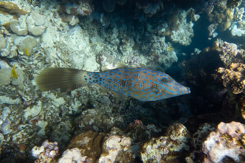 Brightly Colored Scrawled Filefish Aluterus Scriptus, Scribbled ...