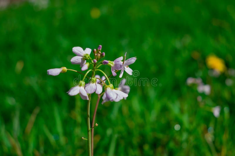 The Brightly Colored Spring Flowers of Erysimum Cheiri Cheiranthus ...