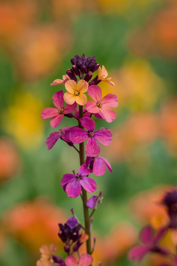 The Brightly Colored Spring Flowers of Erysimum Cheiri Cheiranthus ...