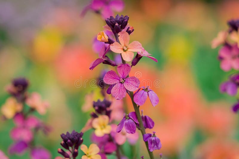 The Brightly Colored Spring Flowers of Erysimum Cheiri Cheiranthus ...