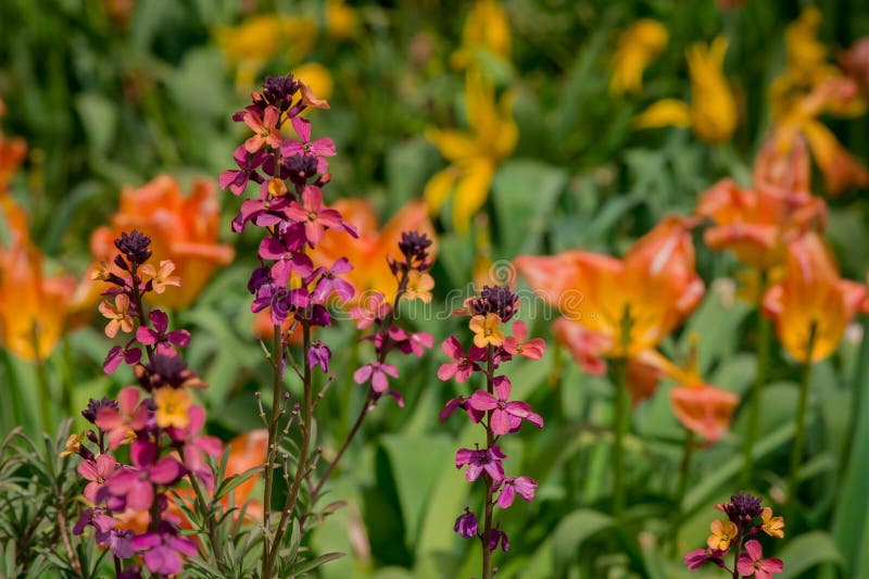The Brightly Colored Spring Flowers of Erysimum Cheiri Cheiranthus ...