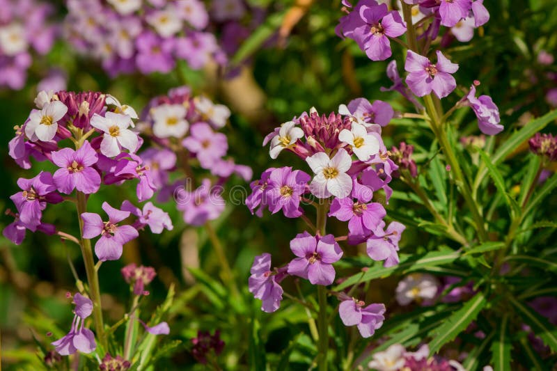 The Brightly Colored Spring Flowers of Erysimum Cheiri Cheiranthus ...