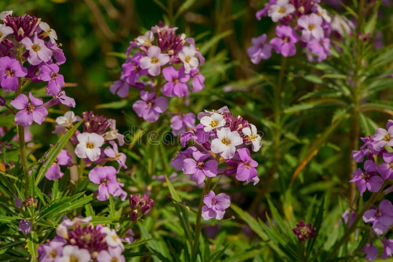 The Brightly Colored Spring Flowers of Erysimum Cheiri Cheiranthus ...