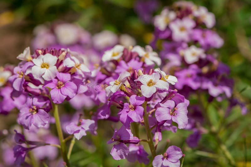 The Brightly Colored Spring Flowers of Erysimum Cheiri Cheiranthus ...