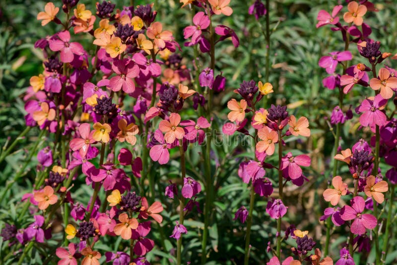 The Brightly Colored Spring Flowers of Erysimum Cheiri Cheiranthus ...
