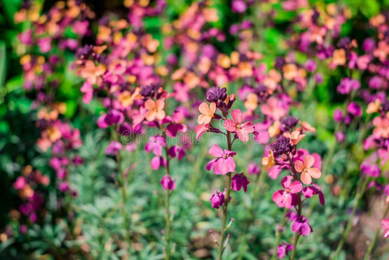 The Brightly Colored Spring Flowers of Erysimum Cheiri Cheiranthus ...
