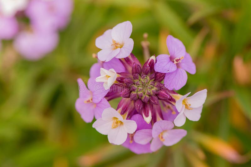 The Brightly Colored Spring Flowers of Erysimum Cheiri Cheiranthus ...