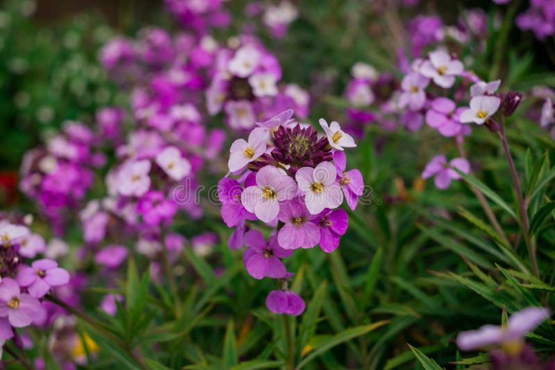 The Brightly Colored Spring Flowers of Erysimum Cheiri Cheiranthus ...