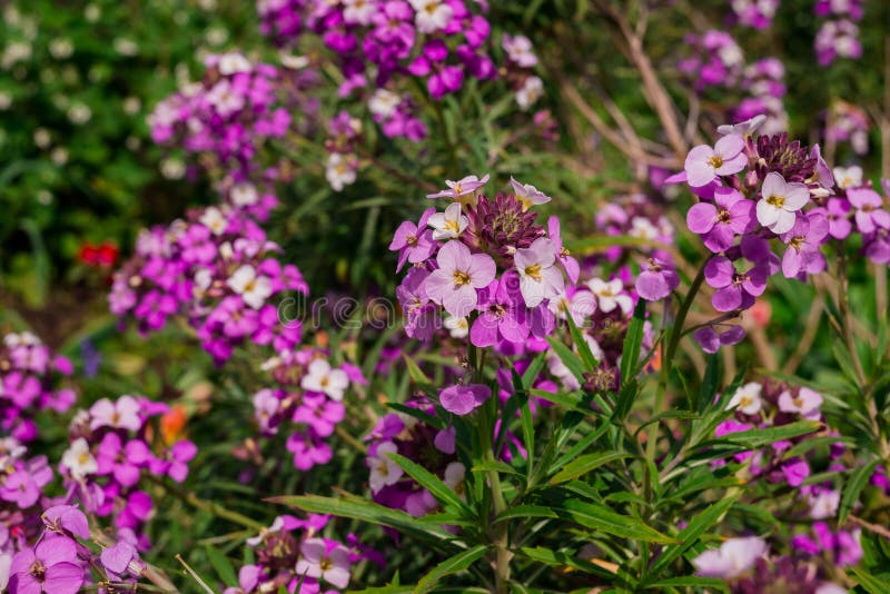 The Brightly Colored Spring Flowers of Erysimum Cheiri Cheiranthus ...