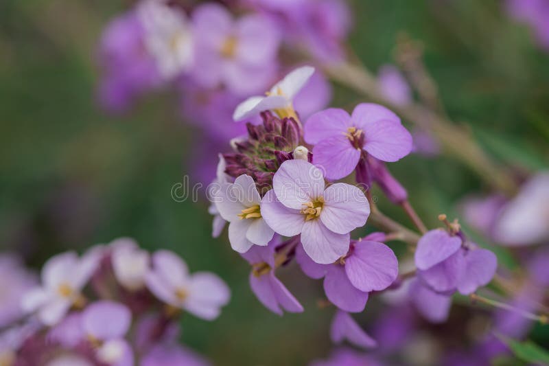 The Brightly Colored Spring Flowers of Erysimum Cheiri Cheiranthus ...