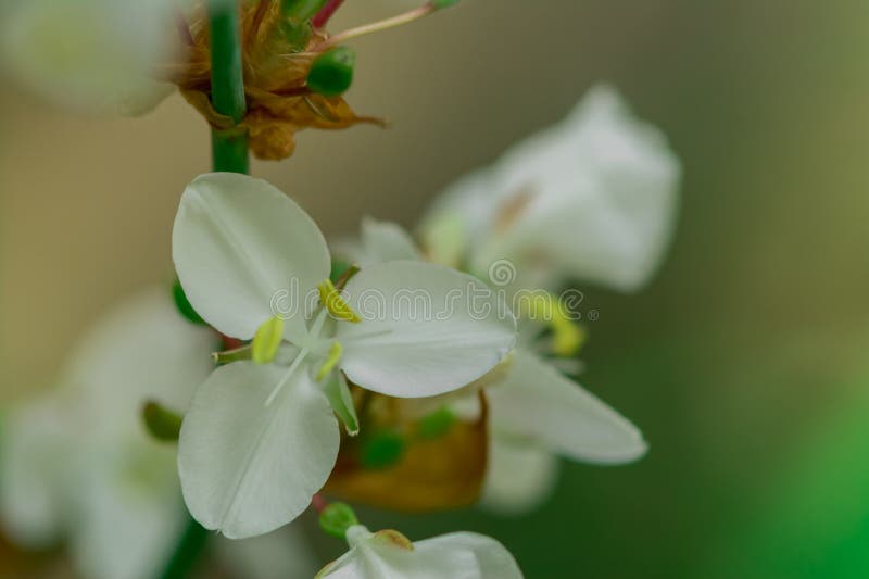 The Brightly Colored Spring Flowers of Erysimum Cheiri Cheiranthus ...