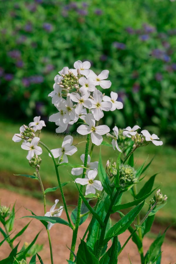 The Brightly Colored Spring Flowers of Erysimum Cheiri Cheiranthus ...