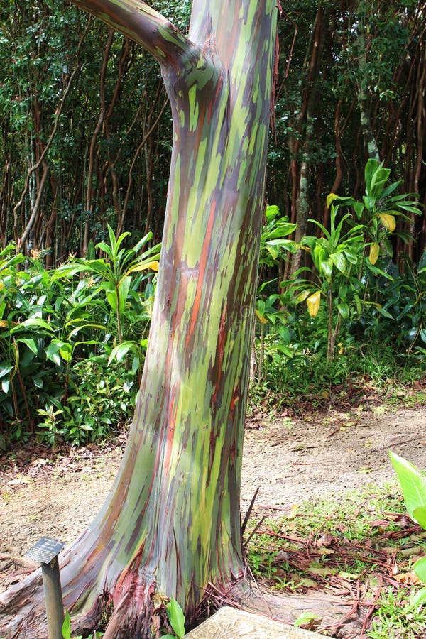 The Brightly Colored Trunk of a Rainbow Eucalyptus Tree in Haiku, Maui ...