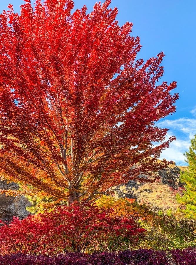 Bright Red Fall Leaves on a Tree Stock Photo - Image of season, autumn ...