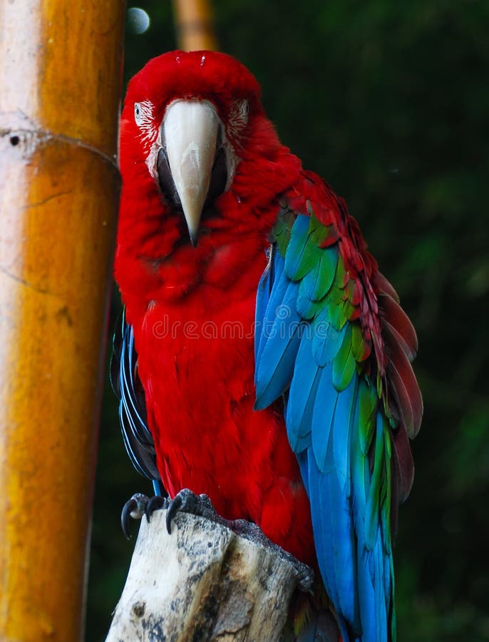 Macaw Perched on a log stock photo. Image of europe - 196159346