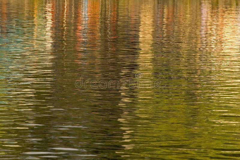 Panoramic Reflection on the Pond with Duck Stock Image - Image of wood ...