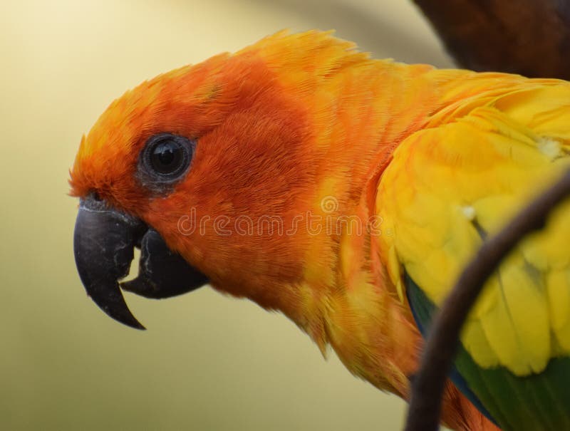 Beautiful Sun parakeet stock photo. Image of ornithology - 105780790