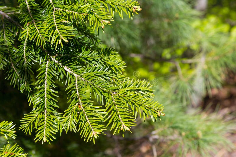 Brightly Green Prickly Branche of Fur Tree or Pine Stock Photo - Image ...