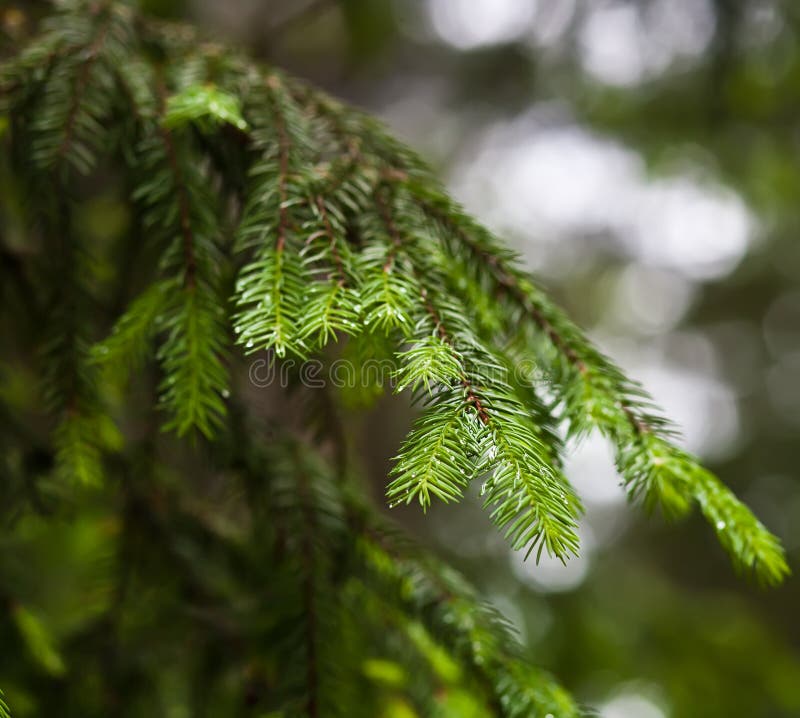 Brightly Green Prickly Branches of a Fur-tree Stock Image - Image of ...