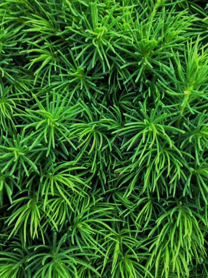 Brightly Green Prickly Branches of a Fur-tree or Pine Stock Photo ...