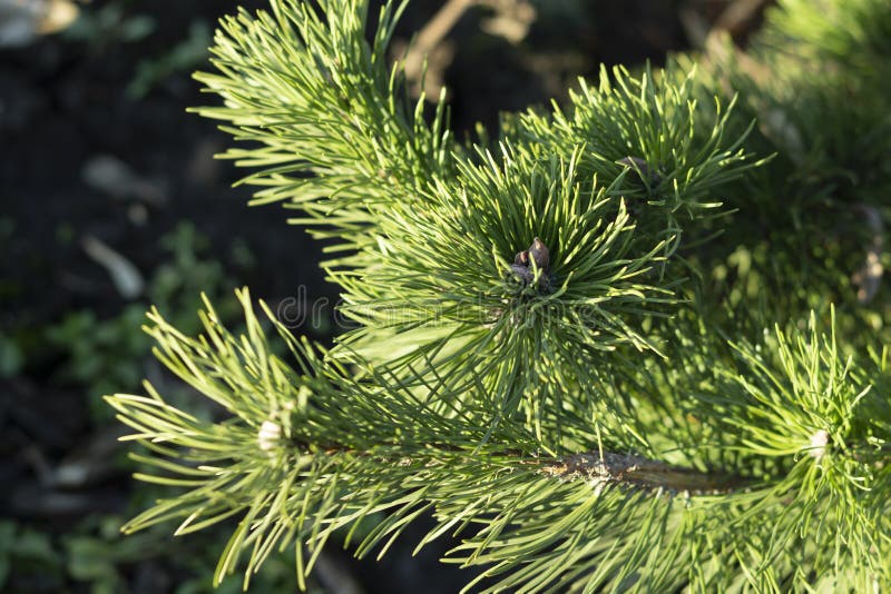 Brightly Green Prickly Branches of a Fur-tree or Pine, Stock Image ...