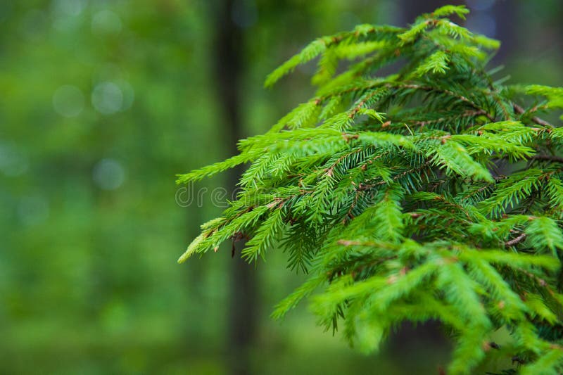 Green Prickly Branches of a Fur-tree or Pine Stock Image - Image of ...